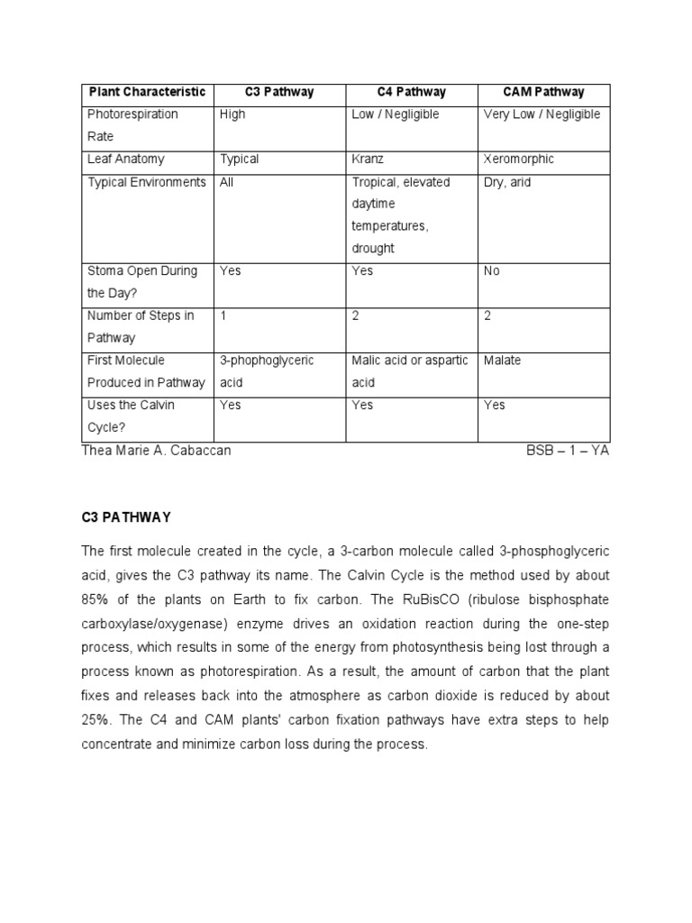 Bio 102 - C3 C4 CAM (Summary) | PDF
