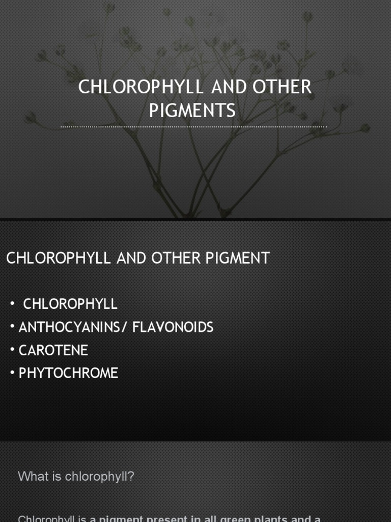 Chlorophyll and Other Pigments | PDF