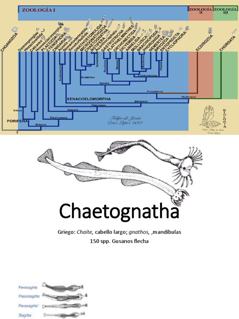 Morfología y Filogenia de Chaetognatha | PDF | Sistema reproductivo ...