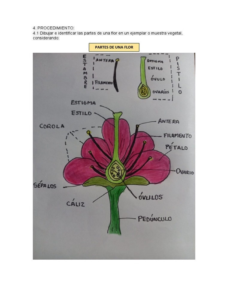 Flor Pdf