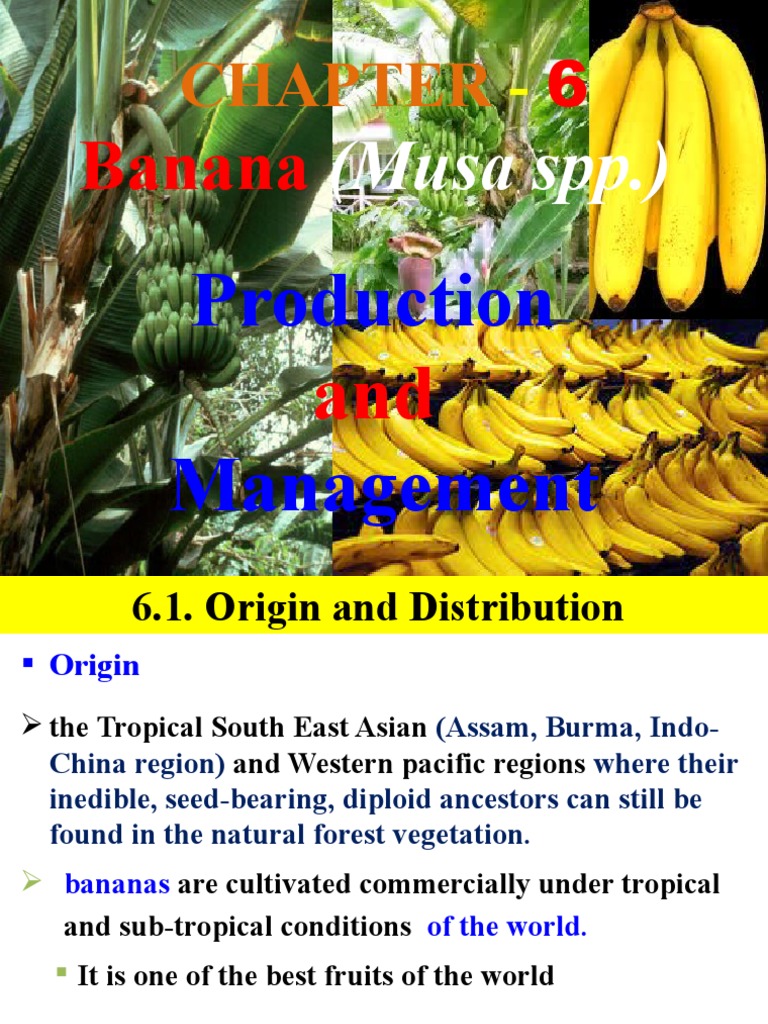 CH 6. BANANA | PDF