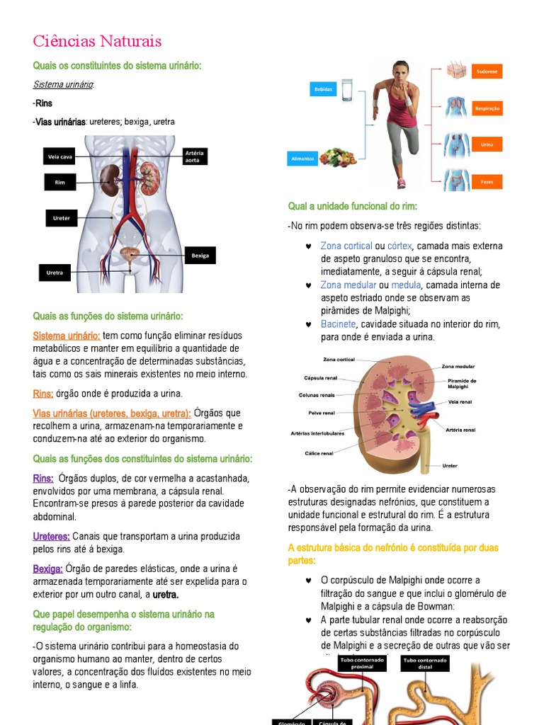 Resumo Sistema Urinário | PDF