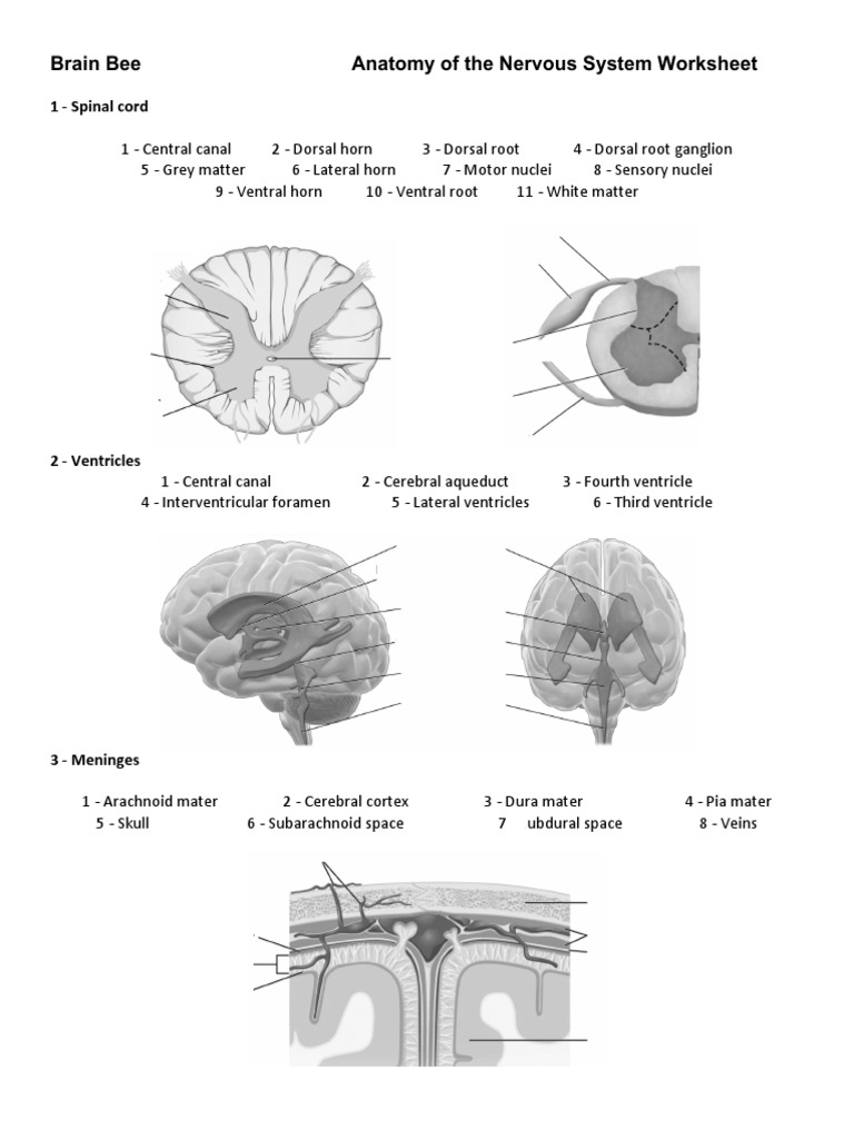 Anatomy of The Nervous System Worksheet | PDF