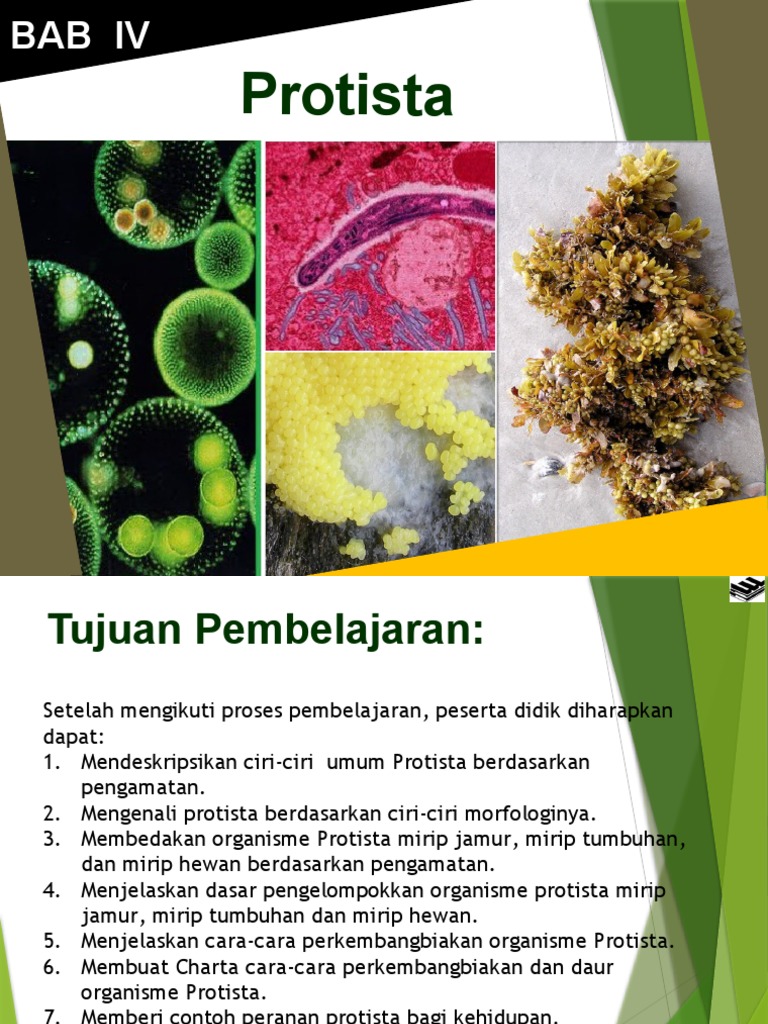 Bab 4 Protista | PDF