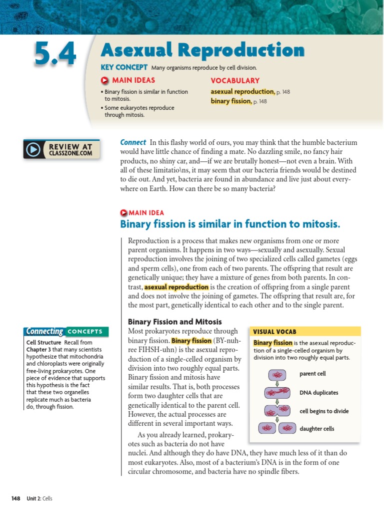Binary Fission: Asexual Reproduction Explained | PDF | Reproduction ...