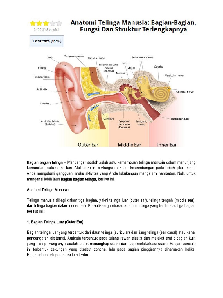 Fungsi Telinga | PDF