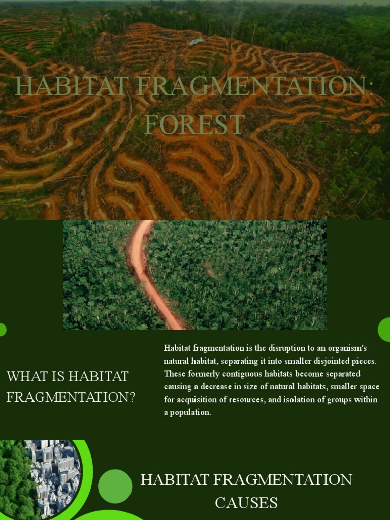 Habitat Fragmentation: Forest | PDF