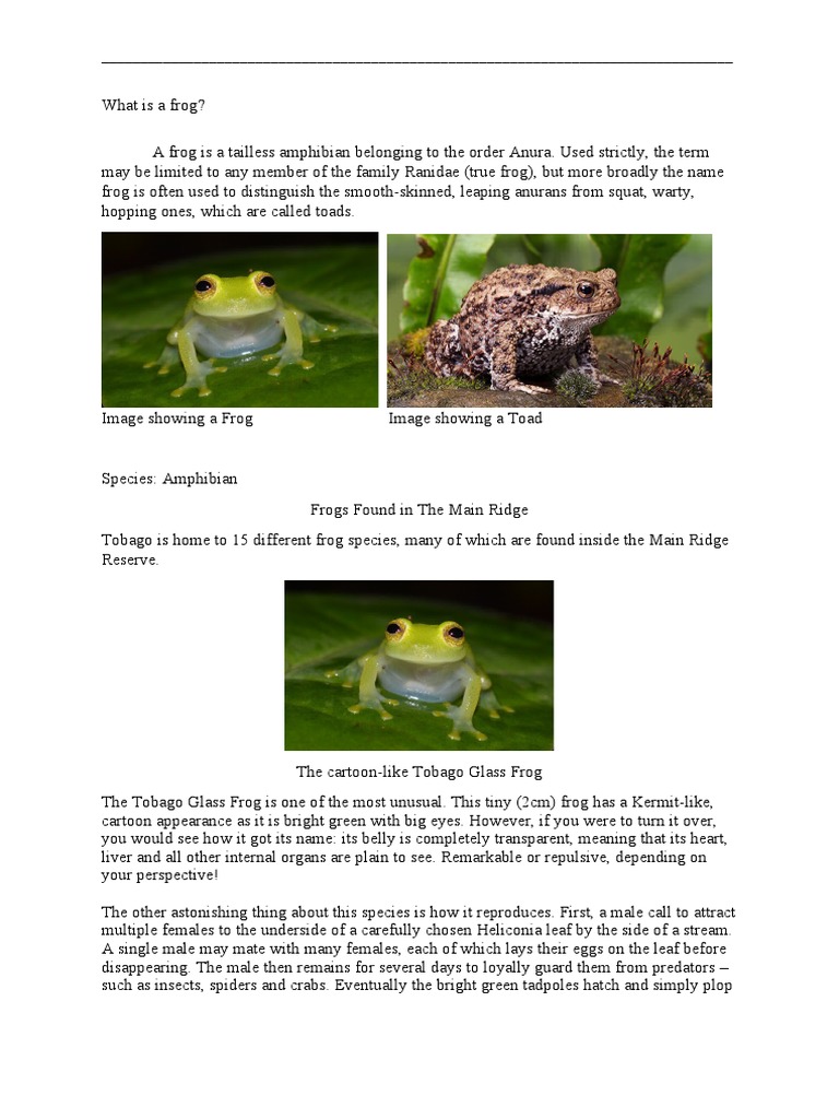 Tobago's Unique Frog Species Explained | PDF | Home & Garden