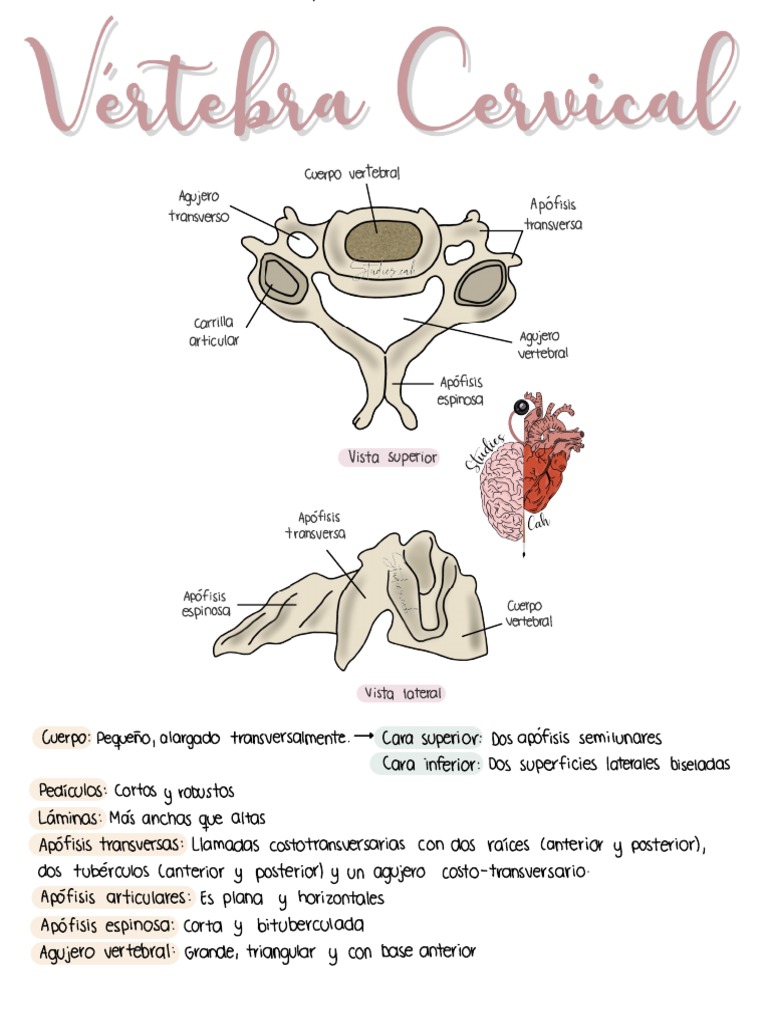 Estructura de las vértebras cervicales | PDF | Anatomía | Sistema ...