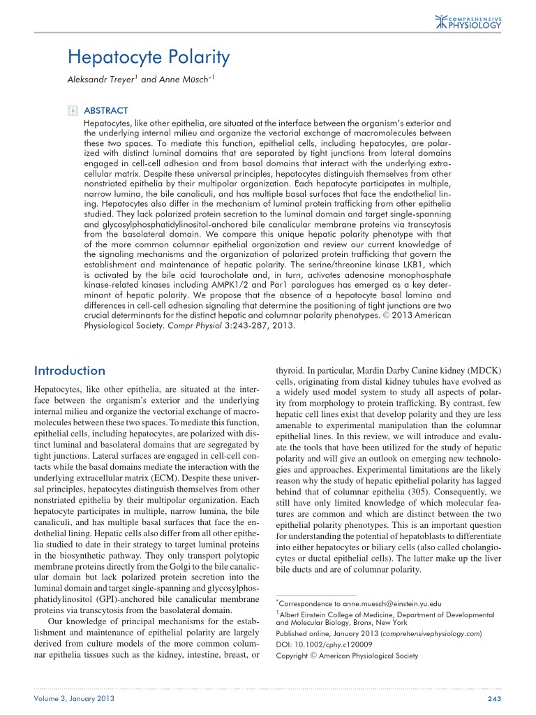 Polaritate Hepatocite | PDF | Liver | Epithelium