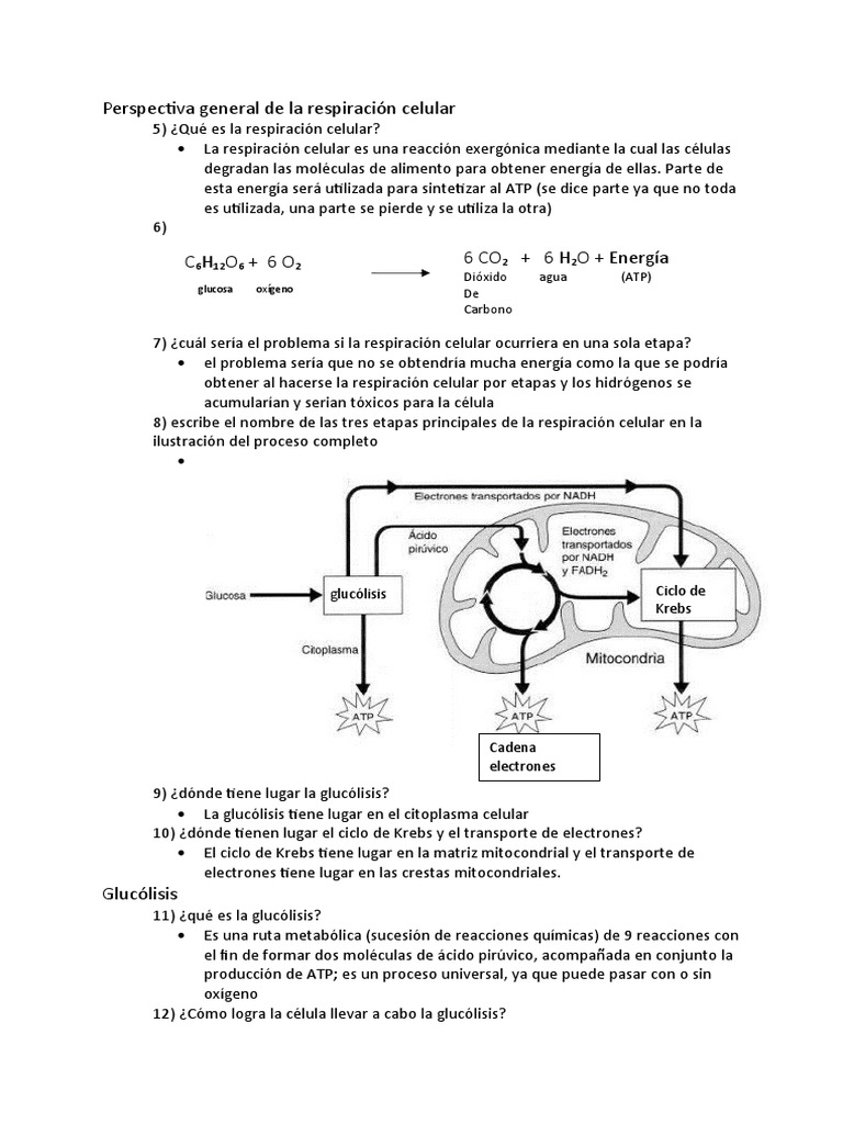 Biología Respiración Celular | PDF | Respiración celular | Glucólisis