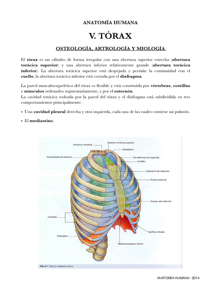 Osteología, Artrología y Miología de Tórax | PDF | Tórax | Articulación