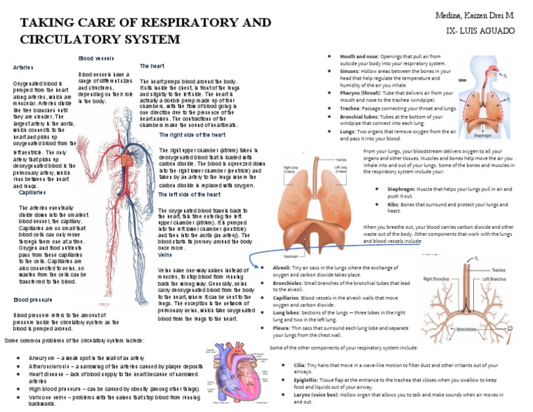Graphic Organizer | PDF | Lung | Heart