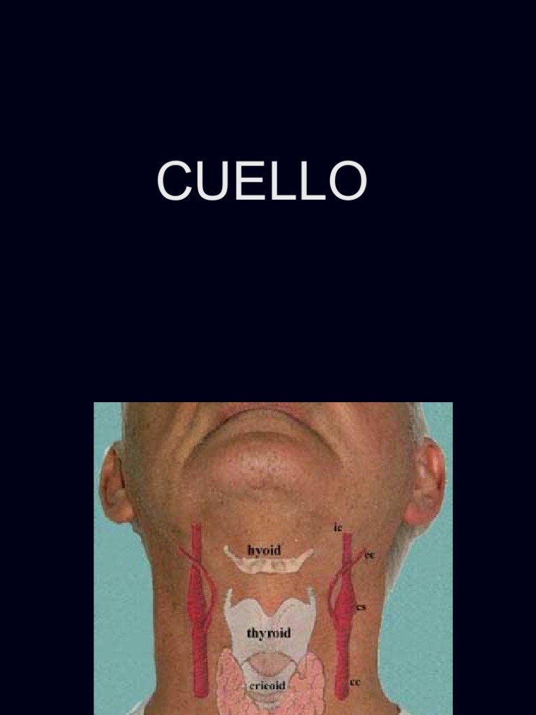 CUELLO | PDF | Anatomía humana | Cabeza y cuello humanos
