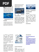 Anatomía y Fisiología de Los Peces Teleósteos | PDF | Vena | Pescado