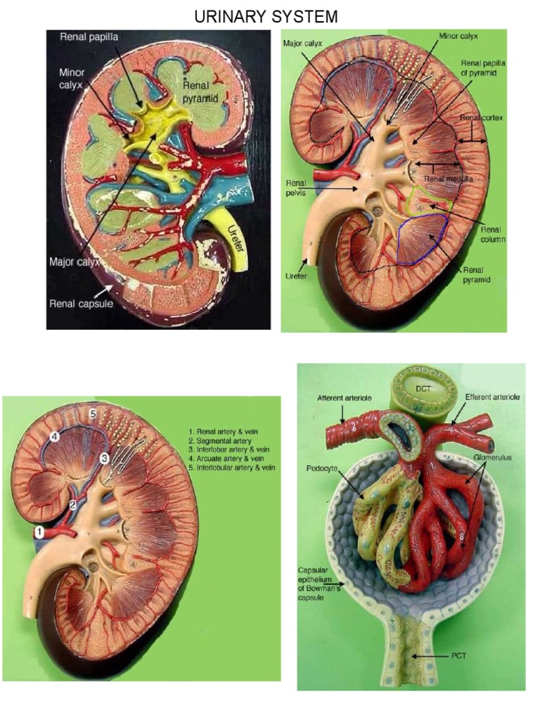 Urinary - Reproductive System | PDF