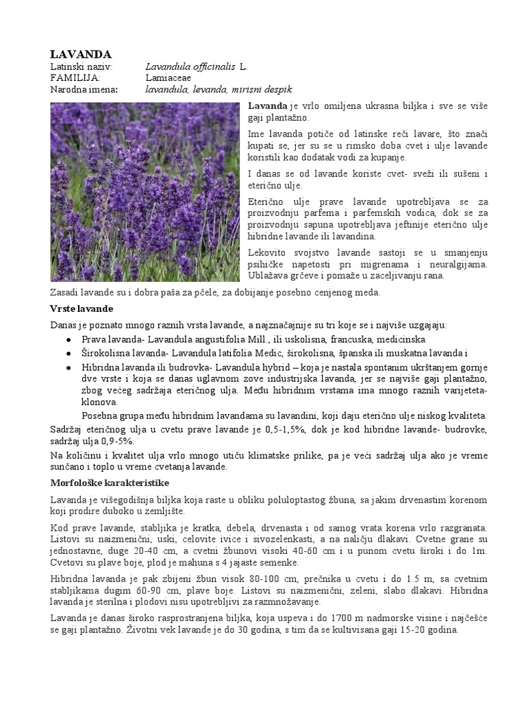 Lavanda | PDF