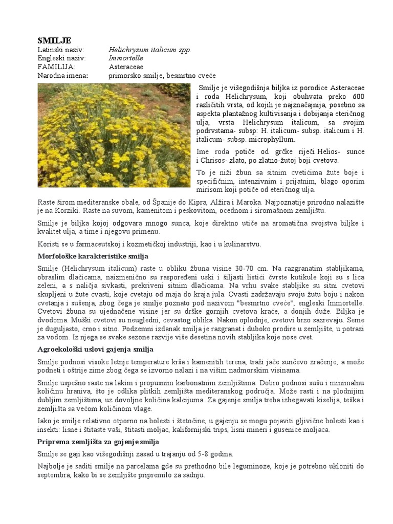 Smilje | PDF