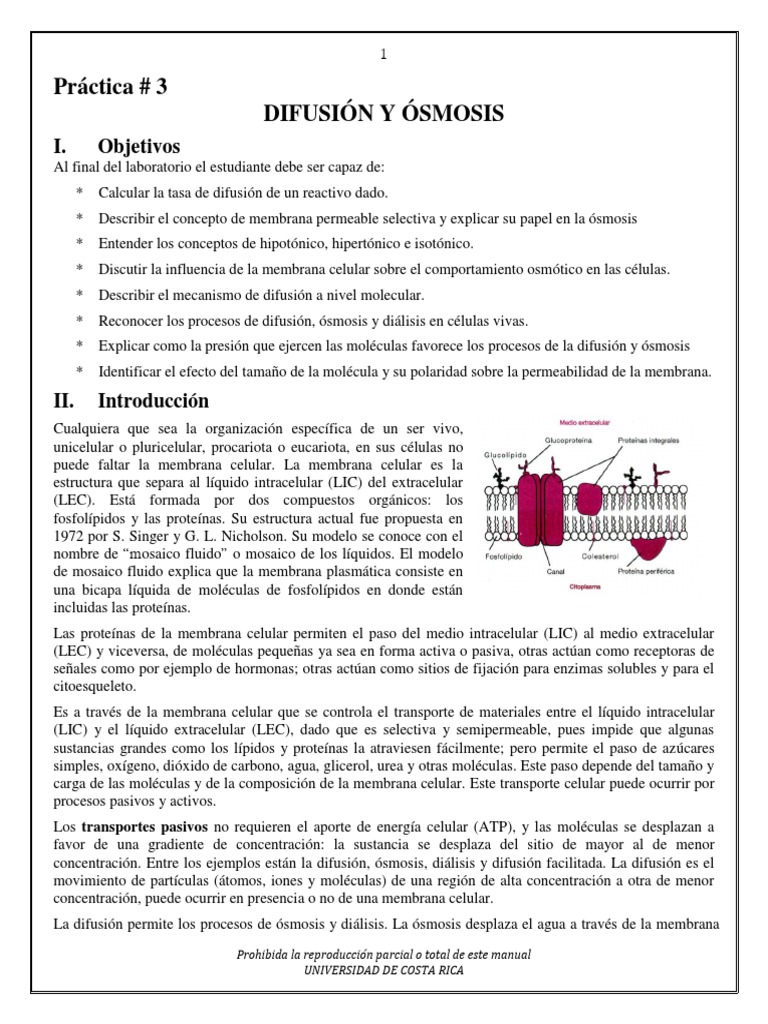 PRACTICA 3 - Difusión y Ósmosis | PDF