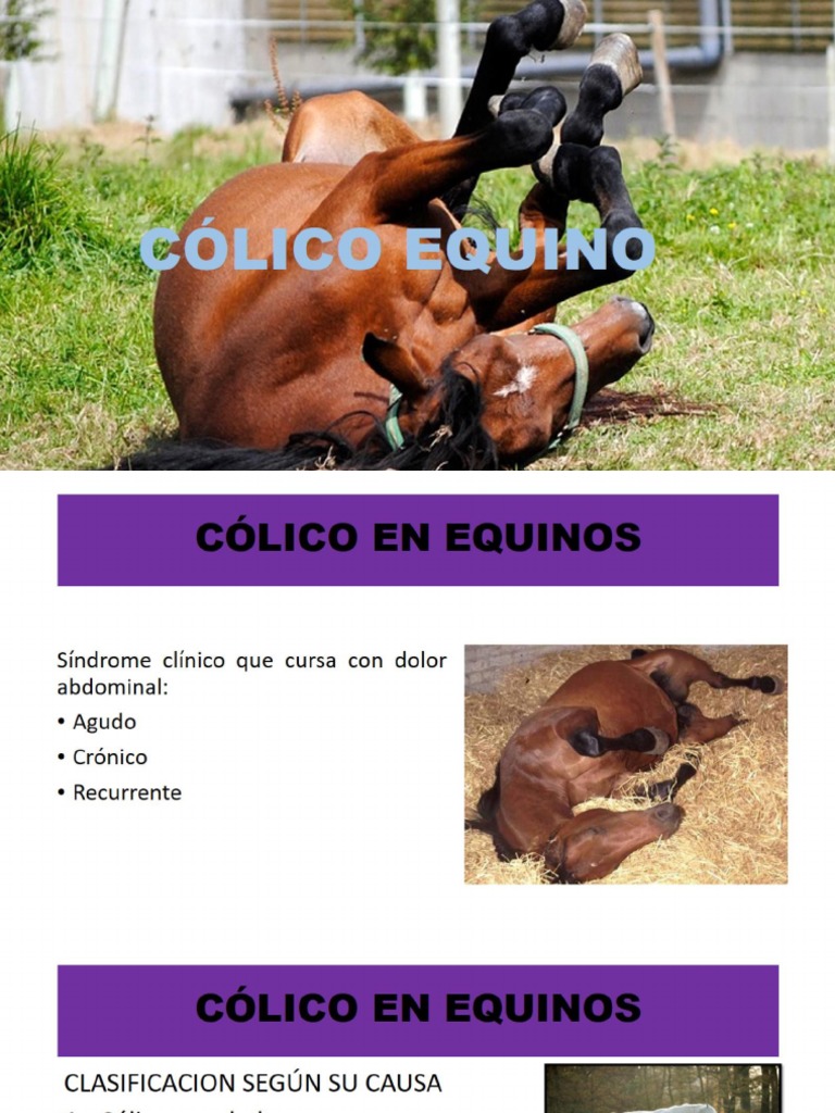 Colico Equino | PDF
