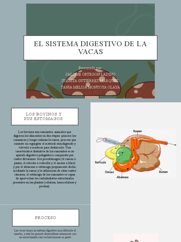 El Sistema Digestivo de Las Vacas | Descargar gratis PDF | Rumiante ...