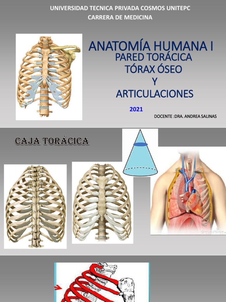 Huesos Del Torax | PDF