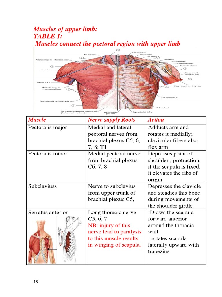 Muscles of Upper Limb | PDF | Thumb | Hand