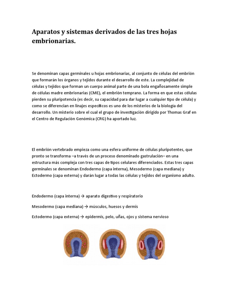 Aparatos y Sistemas Derivados de Las Tres Hojas Embrionarias | PDF ...
