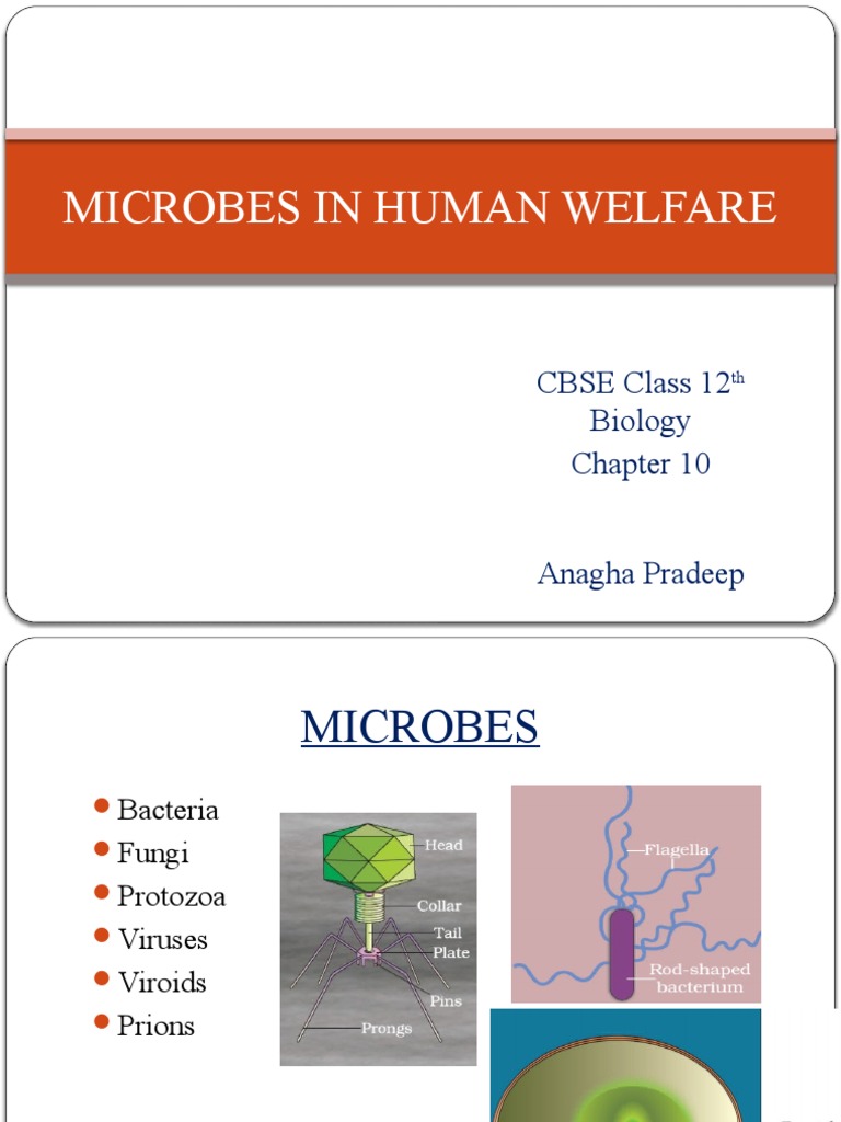 Microbes in Human Welfare | PDF | Anaerobic Digestion | Biogas