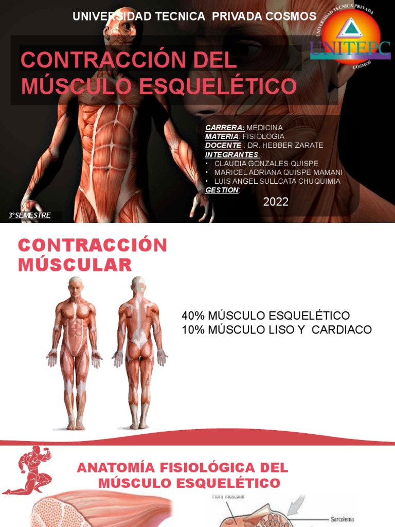 Contracion y Excitacion Del Musculo Esqueletico | PDF | Contracción ...