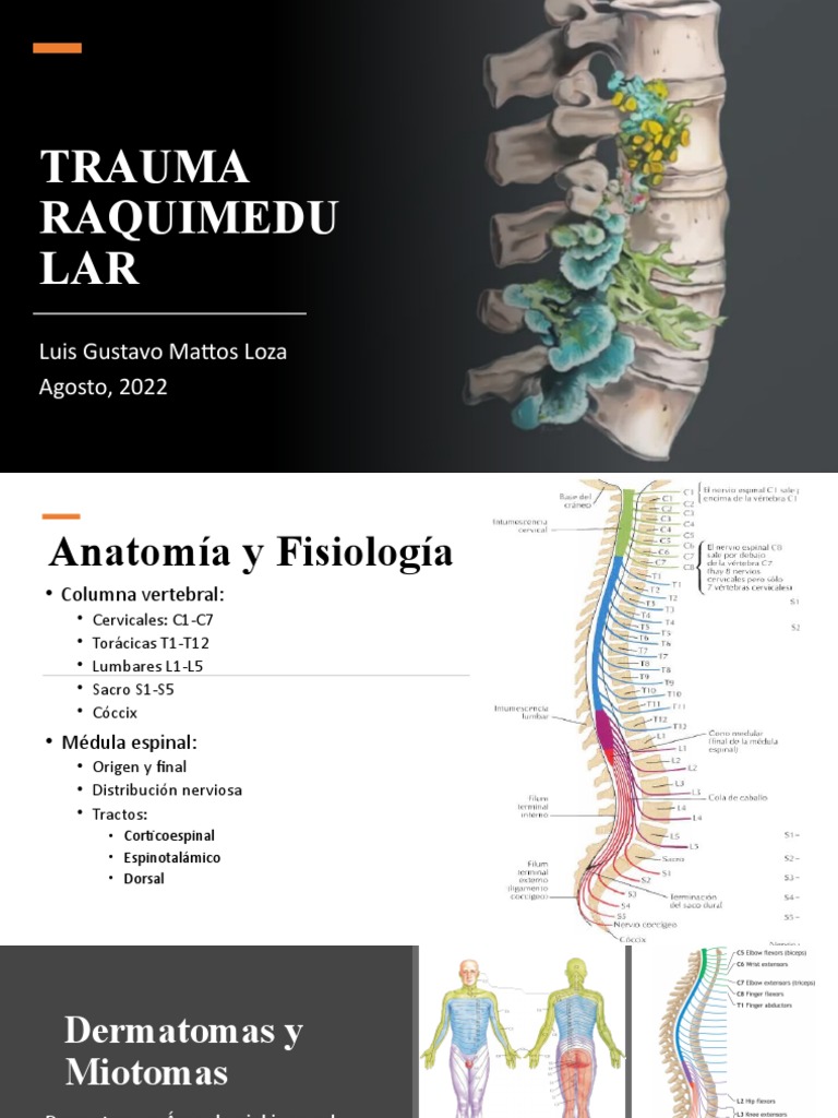 Trauma Raquimedular | PDF | Médula espinal | La columna vertebral