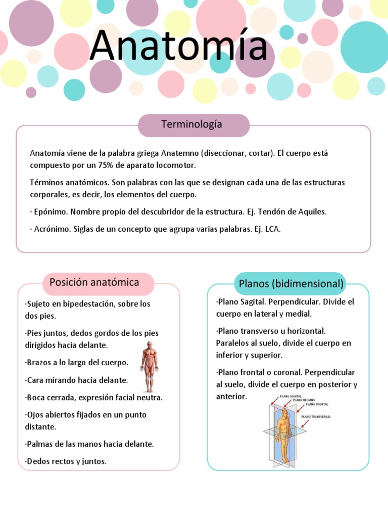 Terminología y Planos en Anatomía | PDF | Términos anatómicos de ...