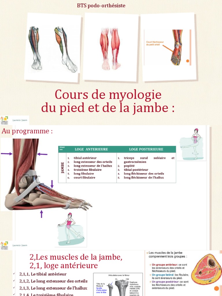MYOLOGIE Jambe | PDF