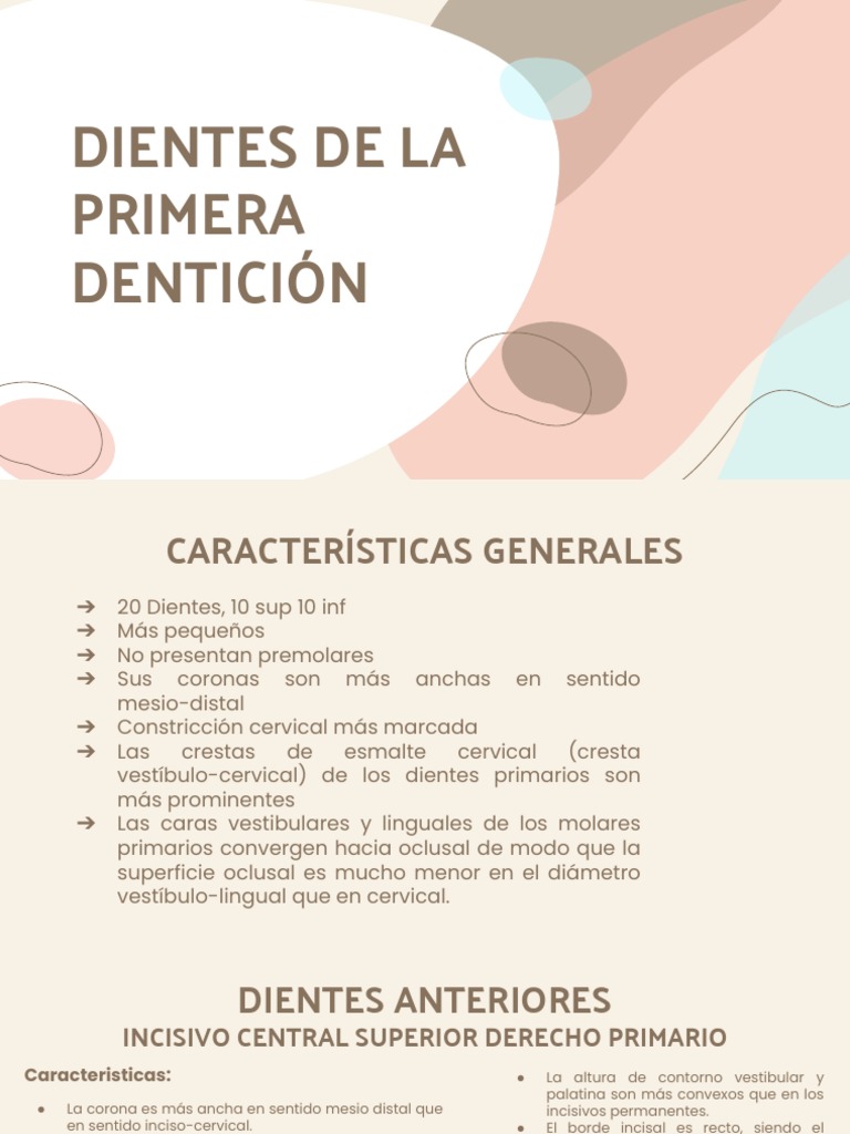 Primera Dentición | PDF | Diente | Anatomia animal