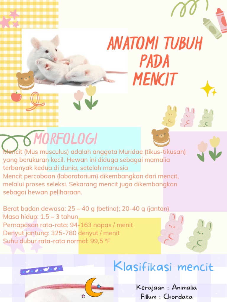 Anatomi Mencit | PDF