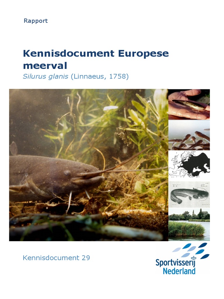 Kennisdoc Meerval | PDF