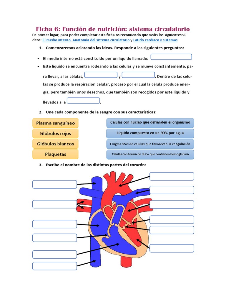 Sistema Circulatorio Completo: Funciones y Estructura | PDF