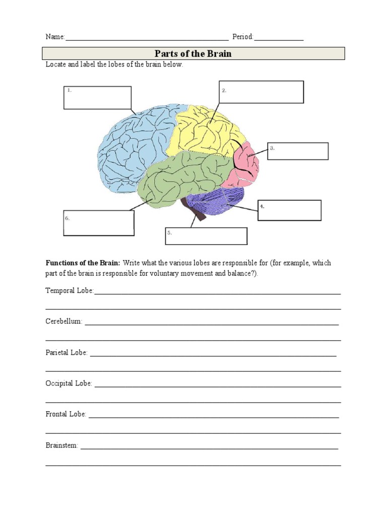 The Brain Questions | Download Free PDF | Brain | Brainstem