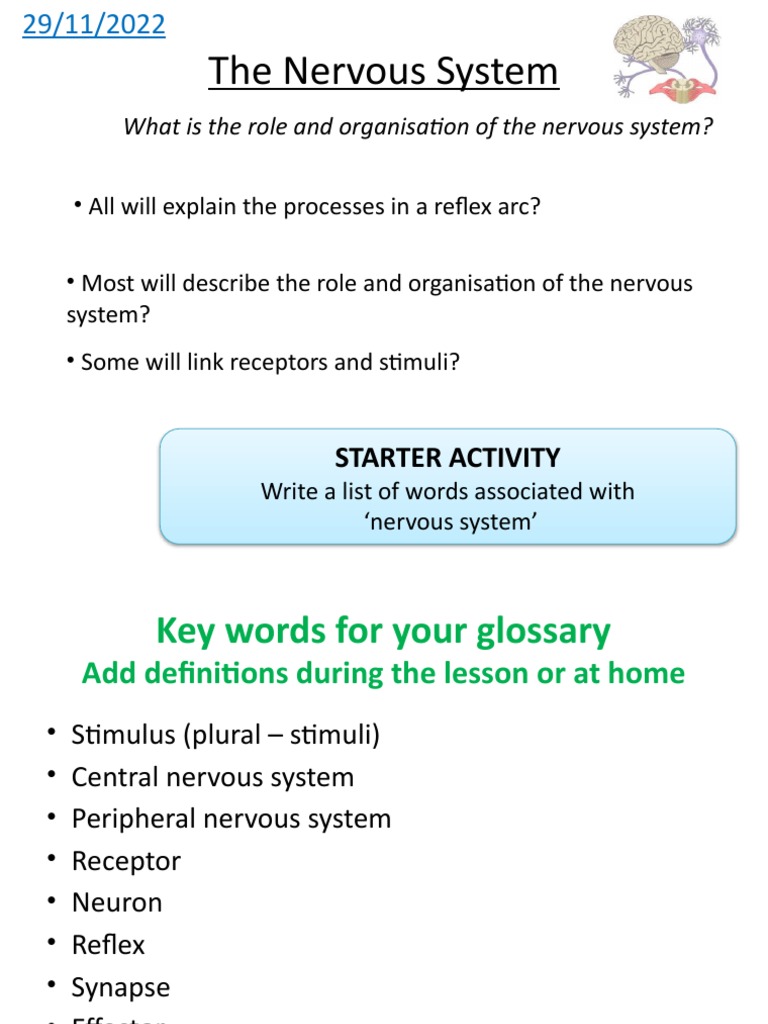 Nervous System II | PDF | Nervous System | Neuron