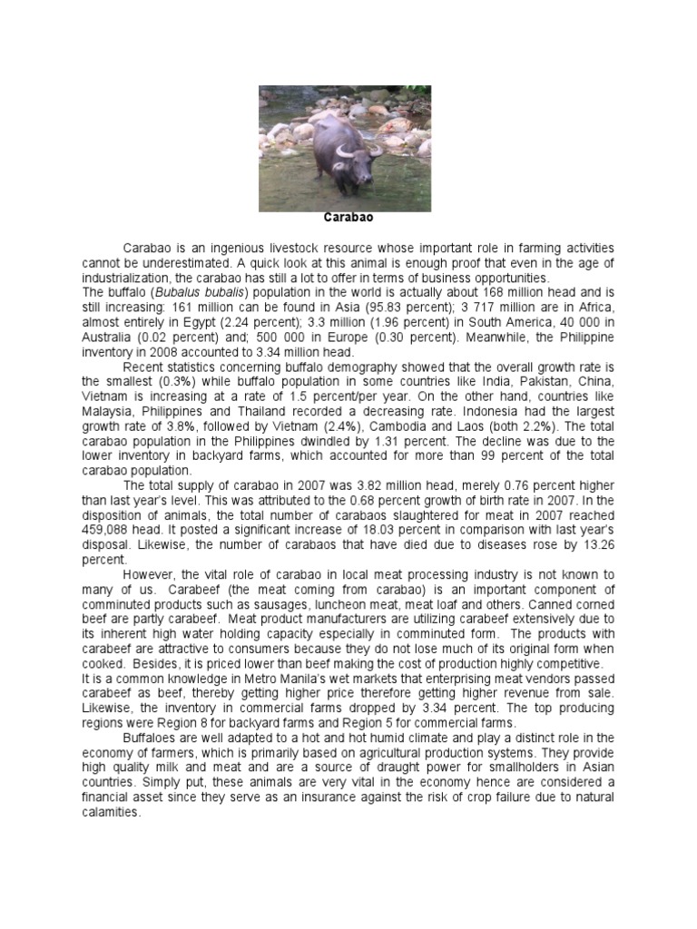 Carabao | PDF | Beef | Meat