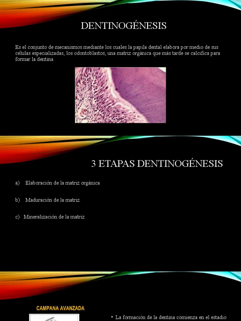 5.1 Dentinogenesis Thalia | PDF