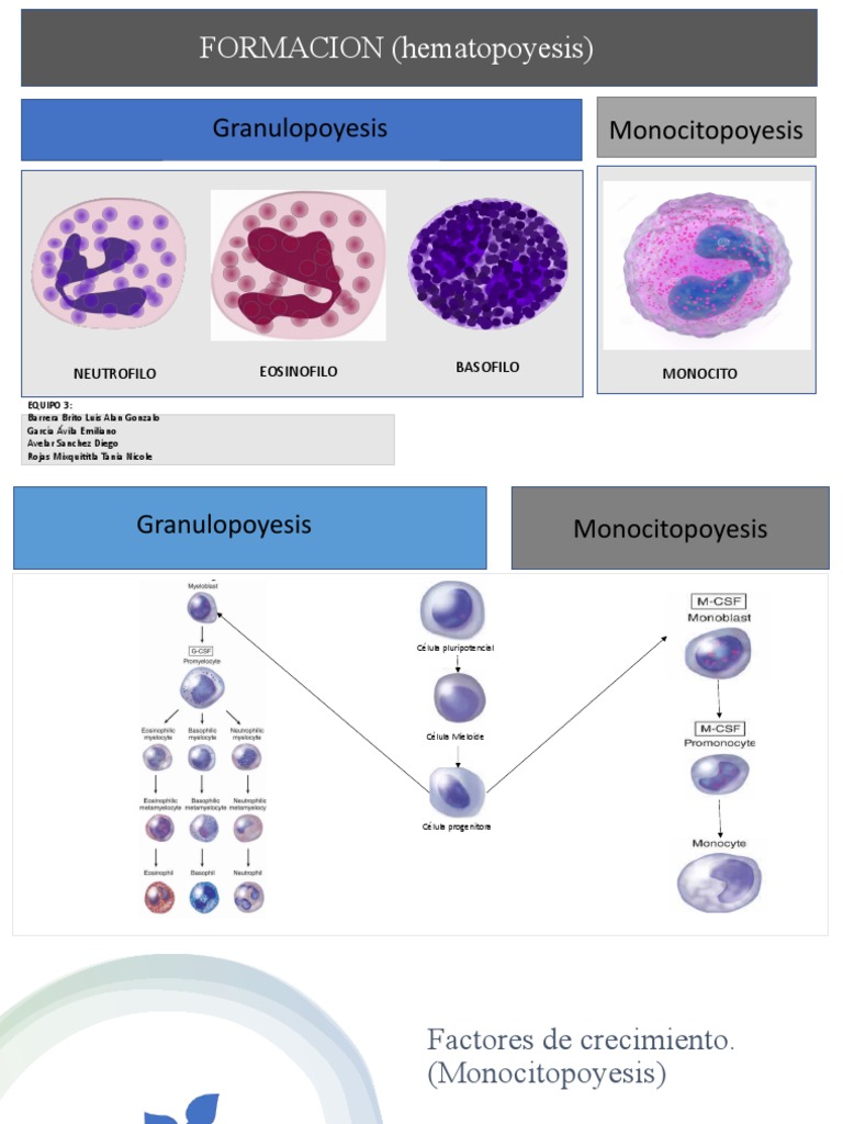Exposicion Granulopoyesis, Monocitopoyesis Equipo 3 | PDF | Leucocito ...