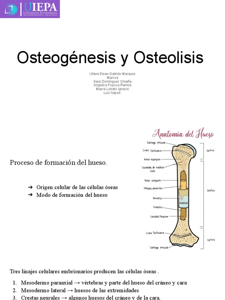 Osteogénesis | PDF | Hueso | Cartílago