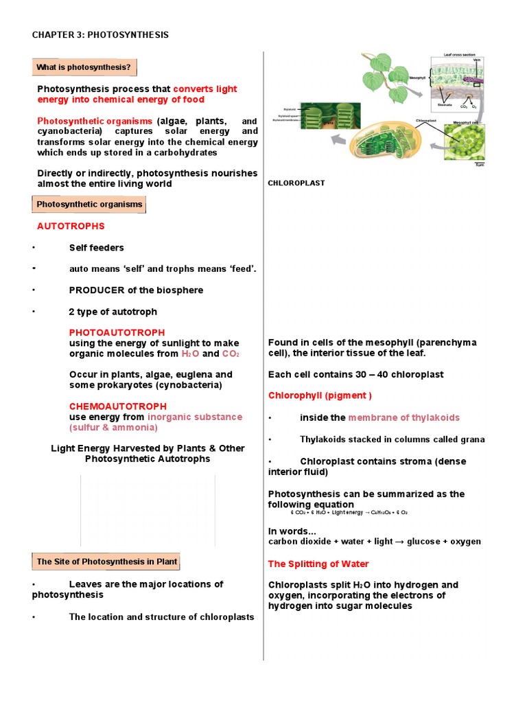Bio150 Chapter3 Notes | PDF