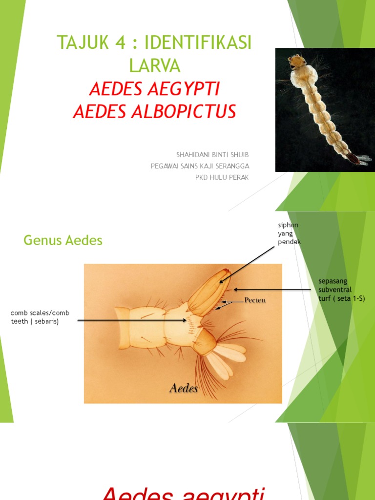 Tajuk 4 Identifikasi Larva Aedes | PDF