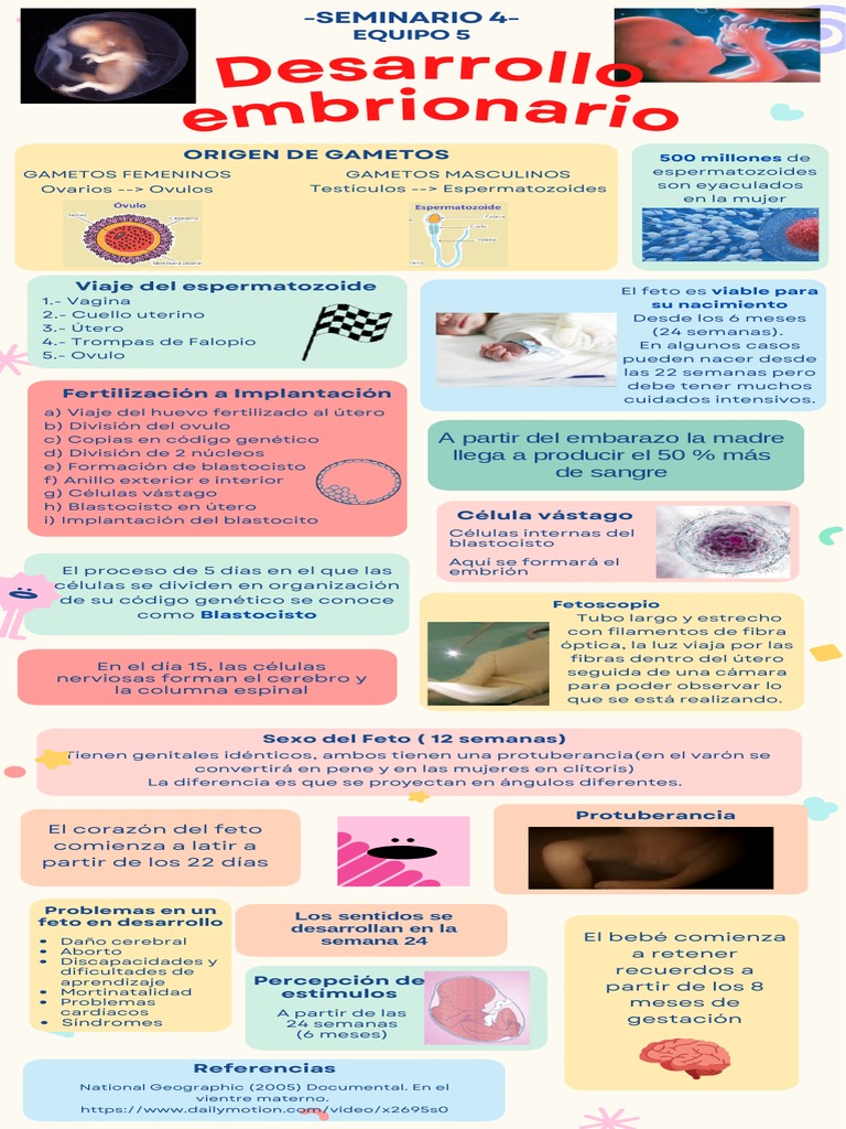 S04 Infografía | Descargar gratis PDF | El embarazo | Sistema reproductivo