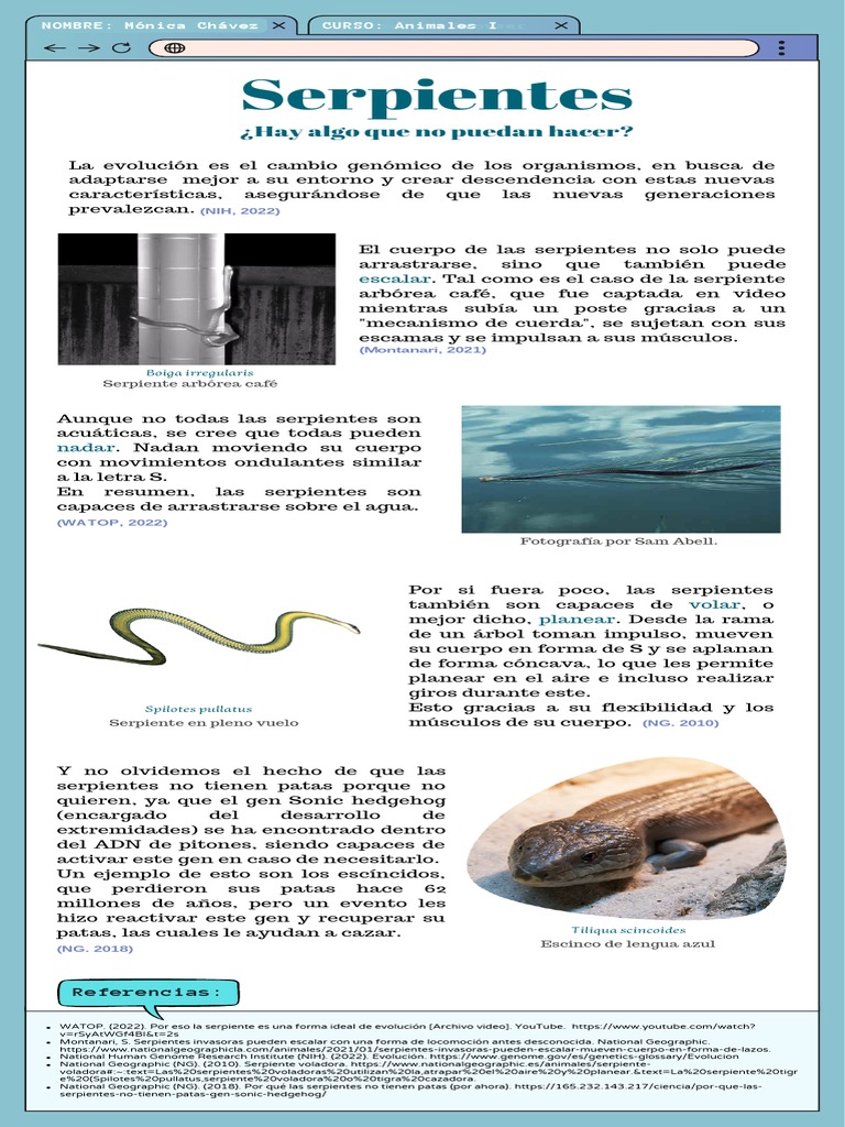 Infografia Serpientes | PDF | Serpiente | Evolución