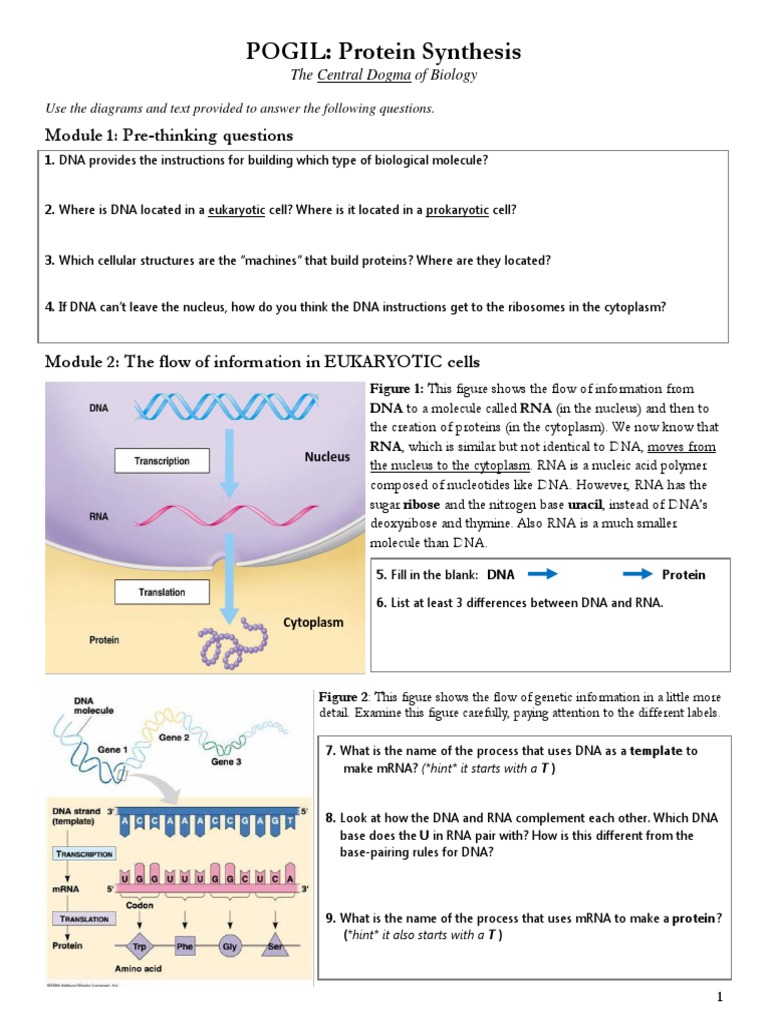 Pogil - Protein Synthesis | PDF | Rna | Dna