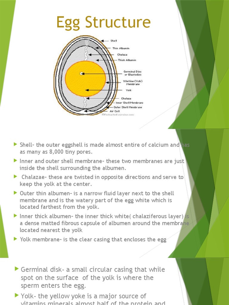 Egg Structure | PDF | Egg As Food | Yolk