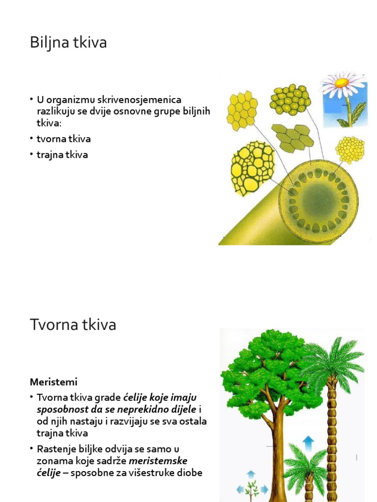 Biljna Tkiva | PDF